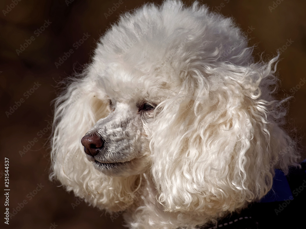 Pudel Portrait Stock Photo | Adobe Stock