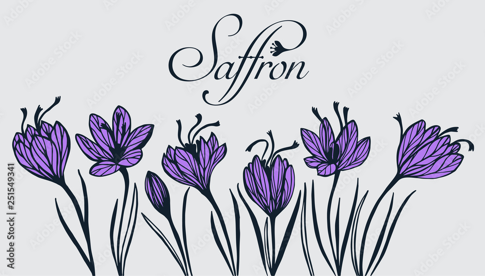 Saffron Stock Vector | Adobe Stock