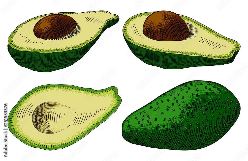 Useful vegetables. Avocado on a white background. Detailed drawing by ...