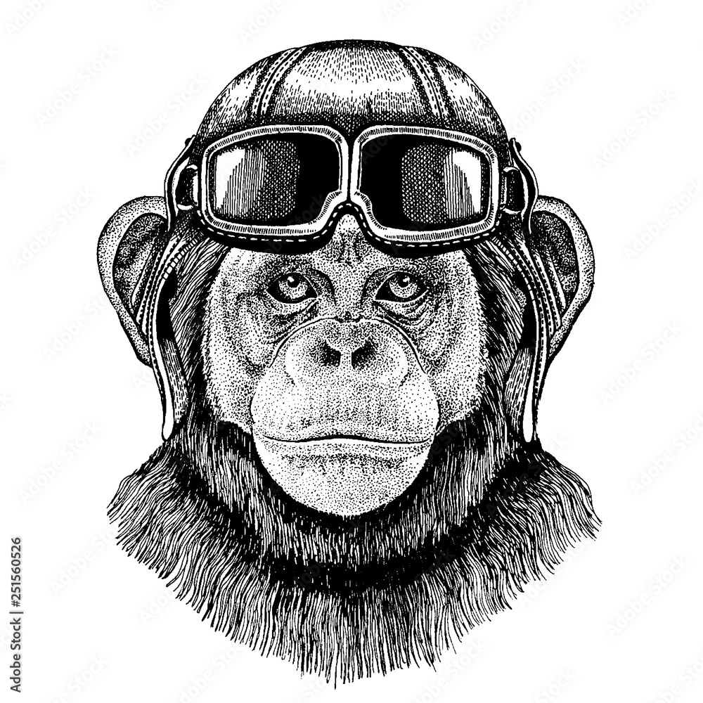Animal wearing aviator helmet with glasses. Vector picture. Chimpanzee ...