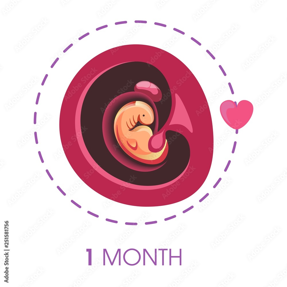1 month fetus in uterus pregnancy stage ovum fertilization Stock Vector ...