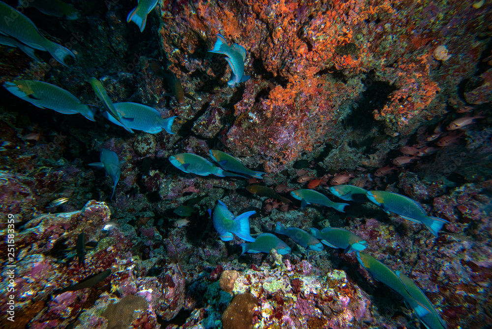 parrot school of fish portrait in maldives Stock Photo | Adobe Stock