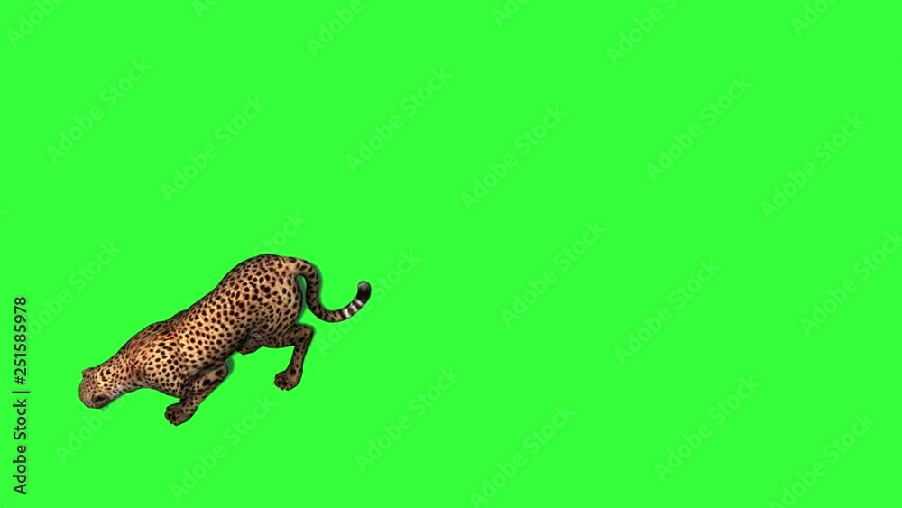 Cheetah jumps - attacks and eats - top view - isolated on green screen ...