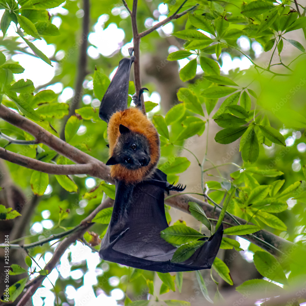 relaxing flying fox portrait hanging down with welcome gesture ...