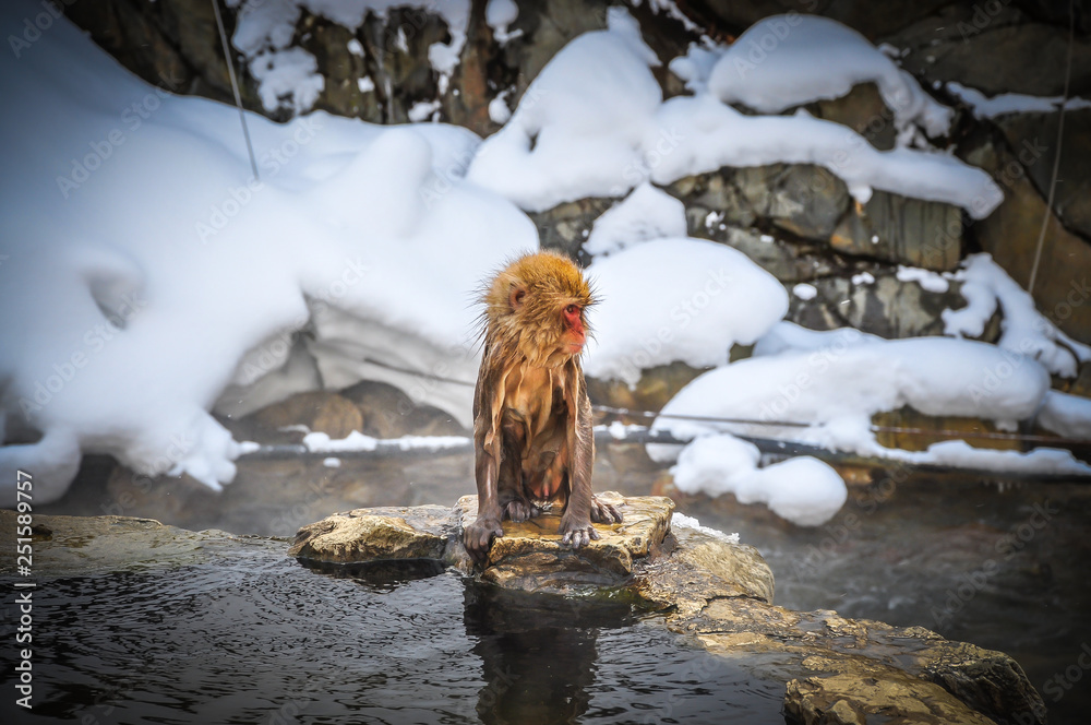 Young Japanese macaque monkey standing on a rock of a natural hot ...