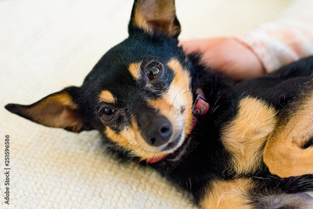 Miniature Pinscher Mix