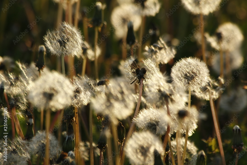 Field of white puffs from dandelions, taraxacum officinale flower ...