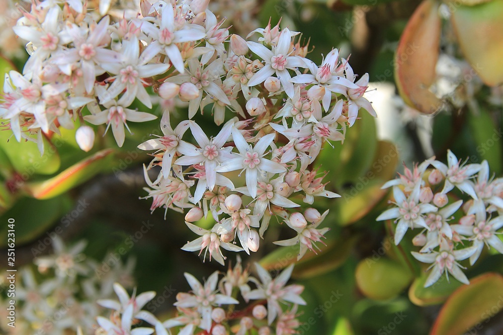 Lucky Tree Flower