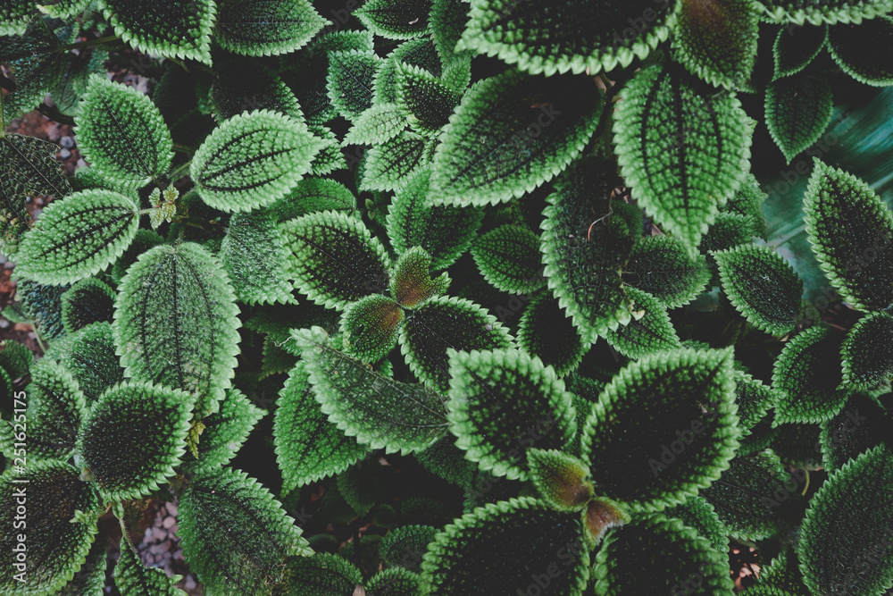 Pflanze Stock Photo | Adobe Stock