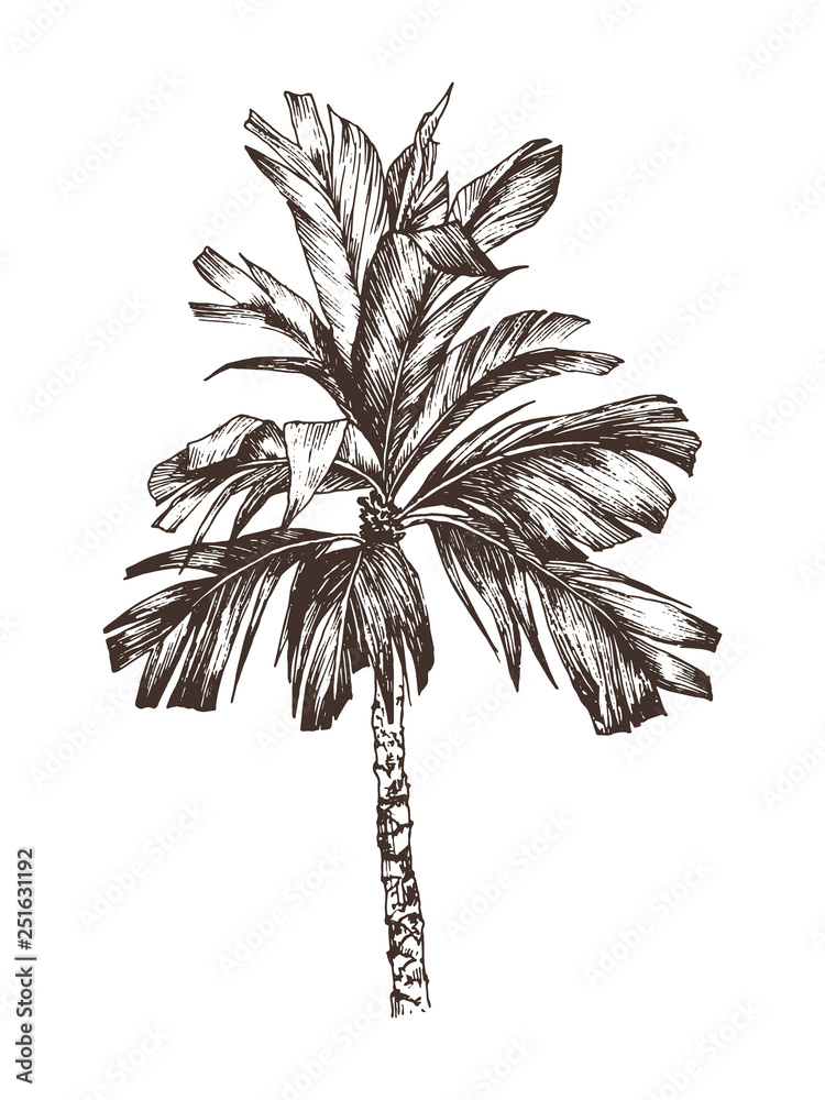 Vector Illustration of palm tree sketch for design, website, background ...