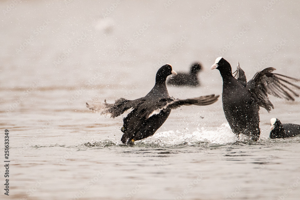 Two black and white birds are fighting on the water with each other ...