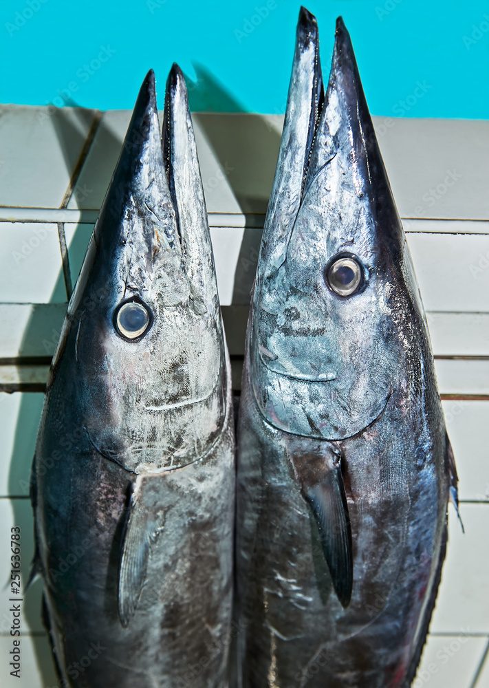 Two Tanigue, mackerel fishes, standing next to each other at a stall at ...