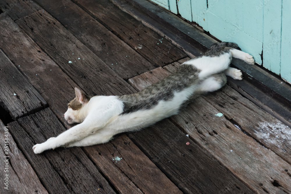 Planking Cat