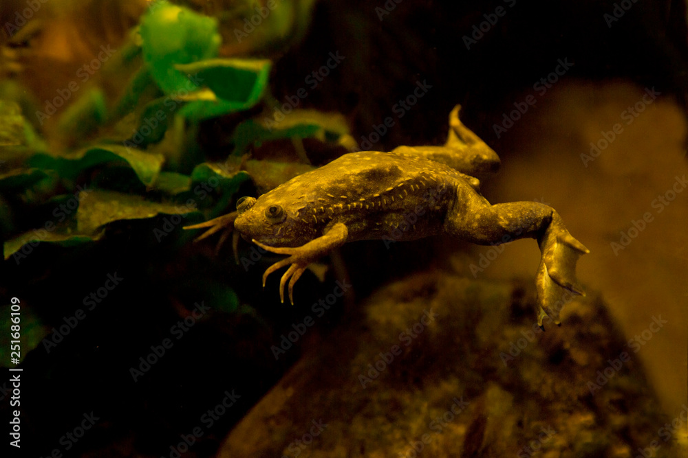 African clawed frog, African clawed toad, African claw-toed frog ...