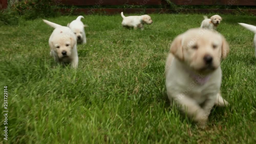 Vídeo do Stock: Hungry labrador puppies running to the feeding bowls in ...