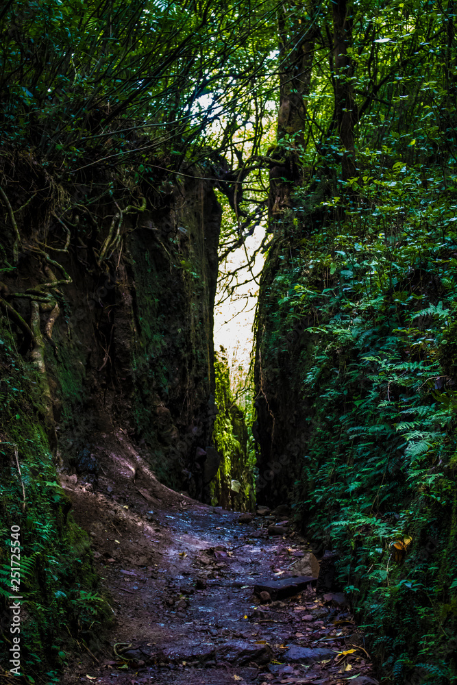 Dark Crevasse Covered with Moss and Ferns Lines a Trail in the ...