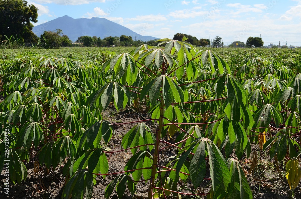 Cassava plantation at the foot of the mount Arayat in the Philippines ...