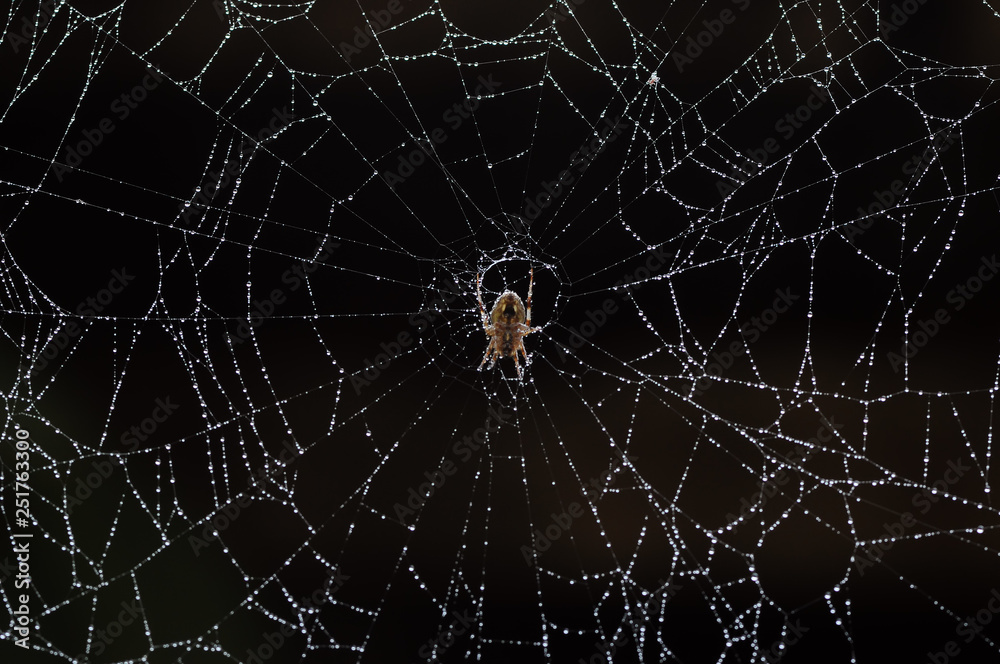 spiders in the net Stock Photo | Adobe Stock