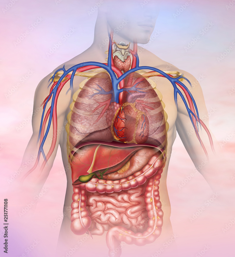 Ilustración anatómica del cuerpo humano Stock Illustration | Adobe Stock