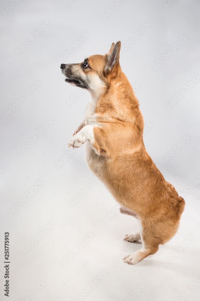 Funny corgie dog standing up on his rear legs on the white background ...