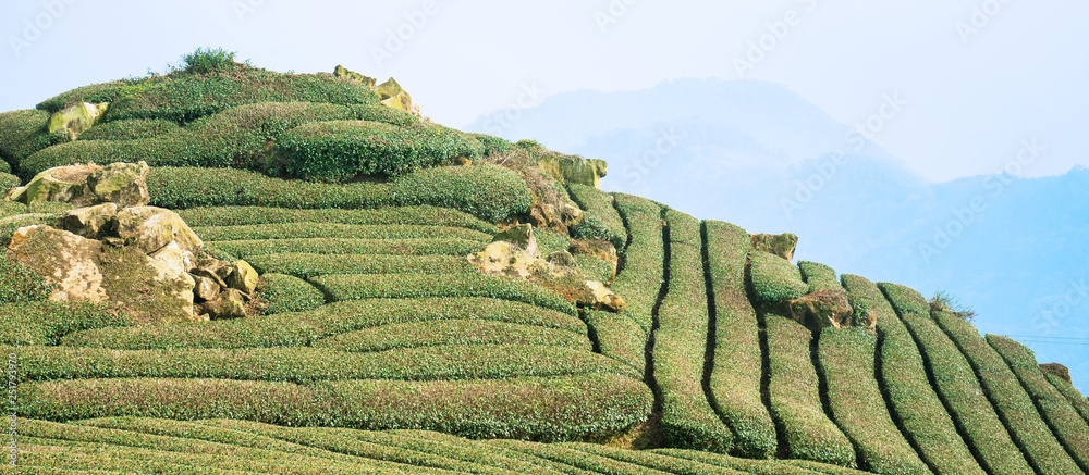 Beautiful tea garden rows scene isolated with blue sky and cloud ...