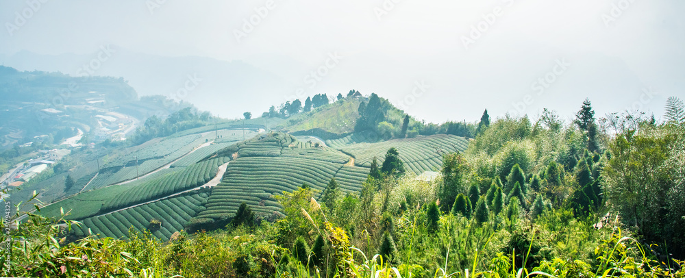 Beautiful tea garden rows scene isolated with blue sky and cloud ...