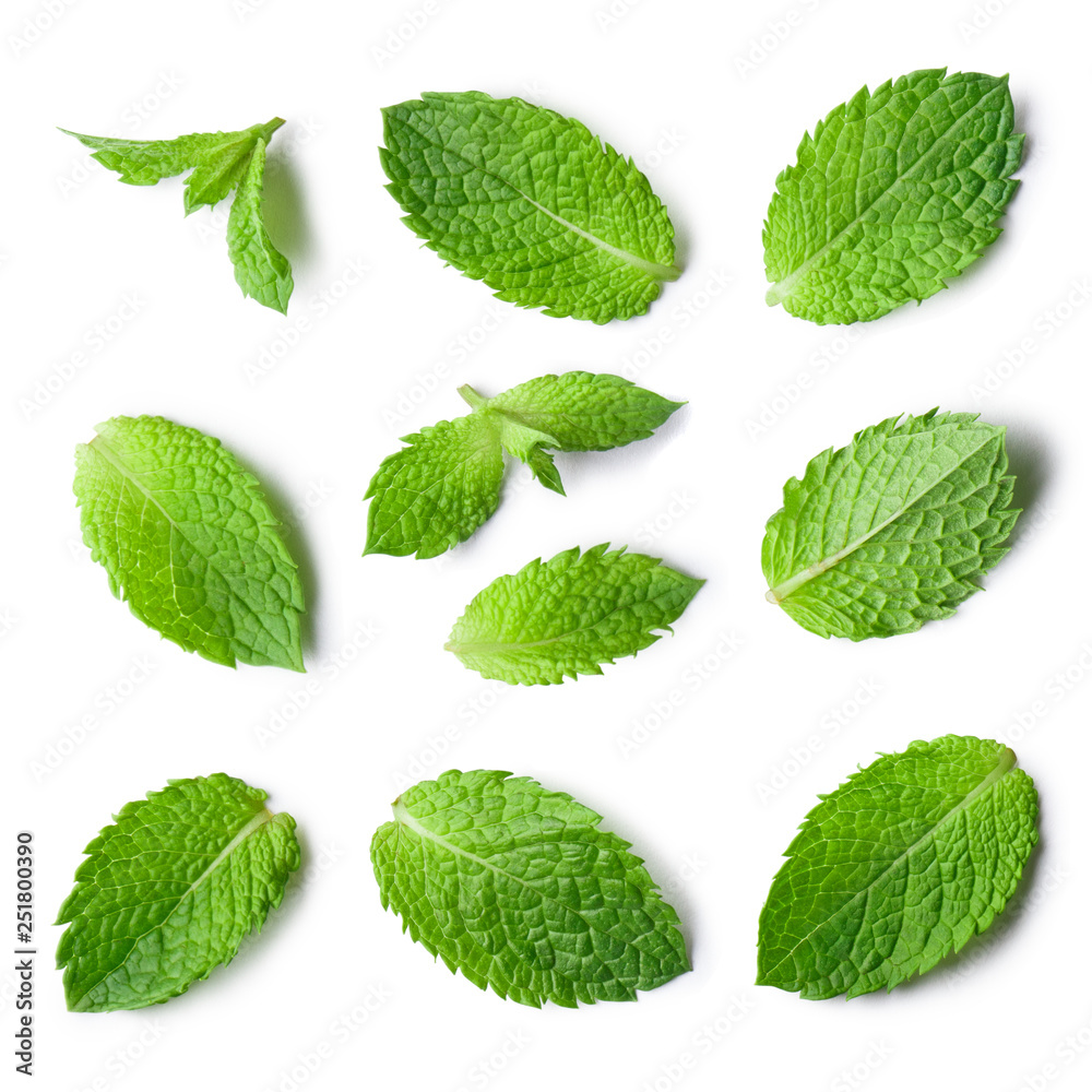 Rich collection of fresh mint leaves, isolated on white background ...