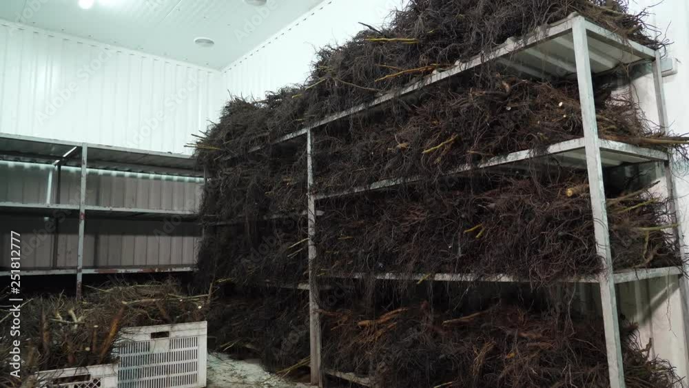 special chamber for storing walnut stock, walnut seedlings with a root ...