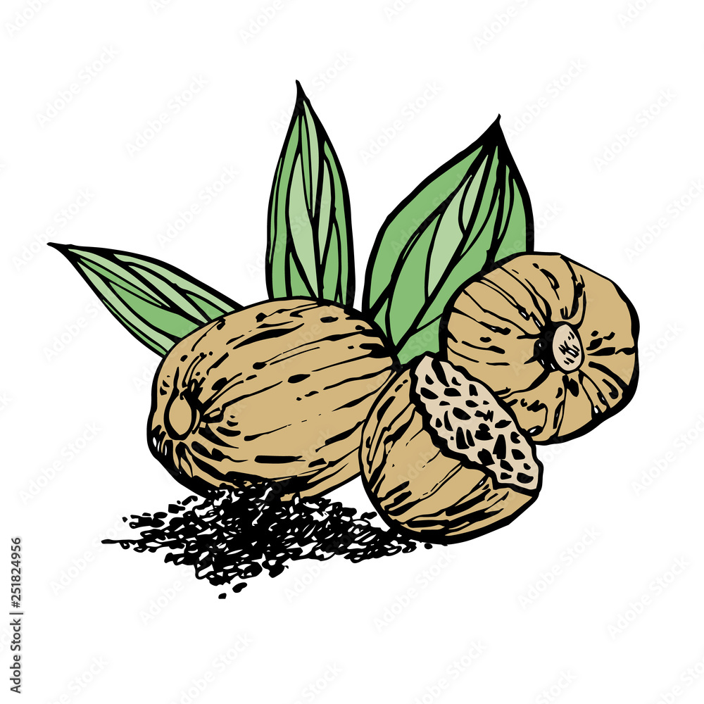 Nutmeg and leaves hand drawn illustration. Ink sketch of nuts. Hand ...