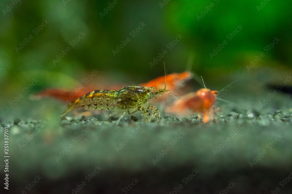 Red sakura shrimp Neocaridina davidi in green in freshwater aquarium ...