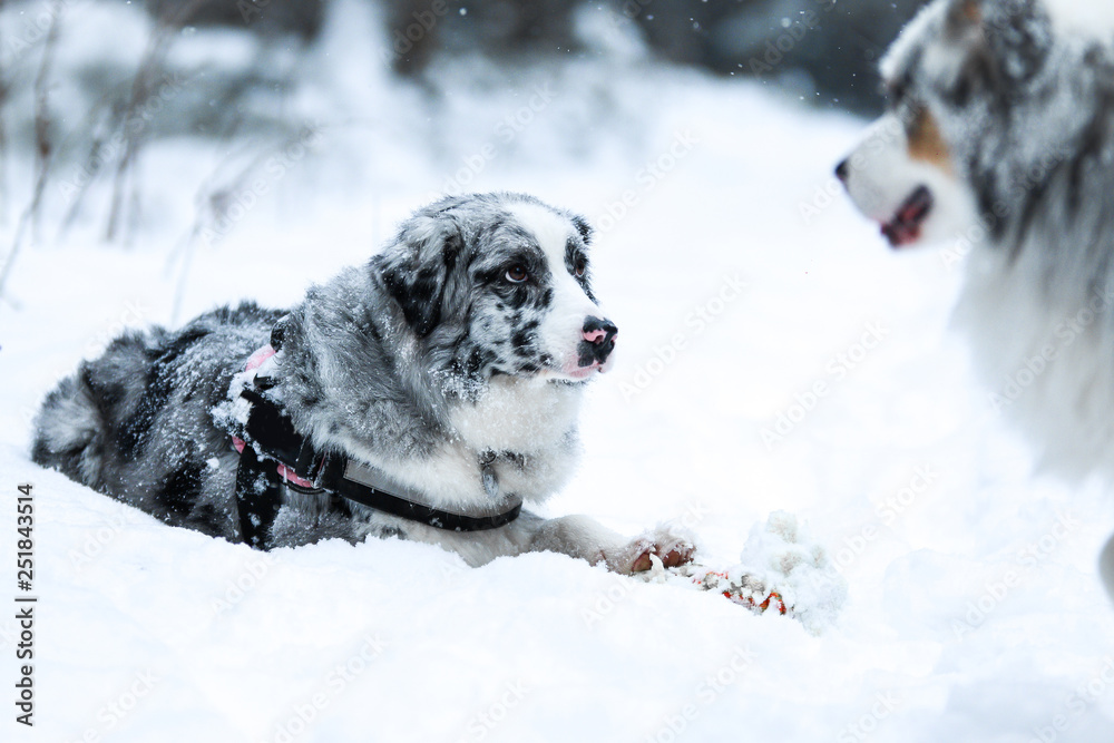 Are Australian Shepherds Like Cold Weather