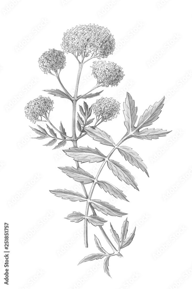 Valerian Pencil Drawing Isolated on White Stock Illustration | Adobe Stock