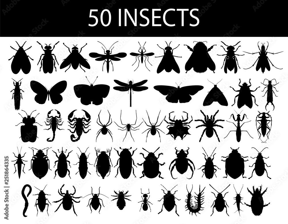 Photo & Art Print Set of 50 insects. Collection of vector black outline ...
