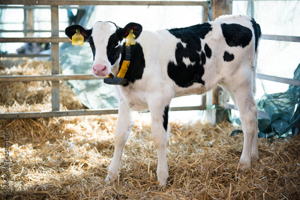 Kalb einer Kuh steht auf Stroh im Stall, Schwarzbunte Stock Photo ...