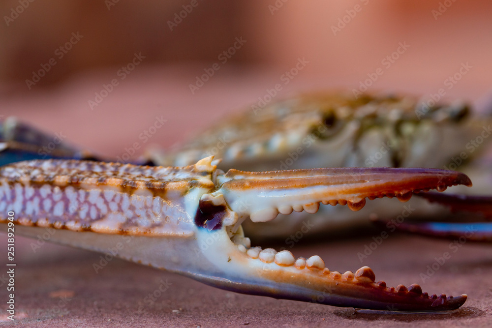 Callinectes sapidus, the Atlantic blue crab, or regionally as the ...