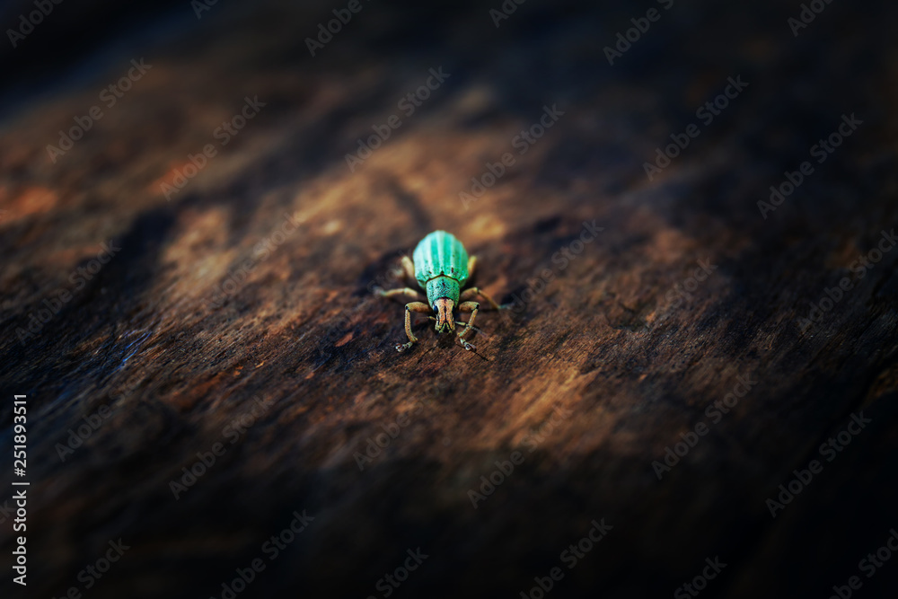 Polydrusus sericeus, Green Immigrant Leaf Weevil, Blue bug Stock Photo ...