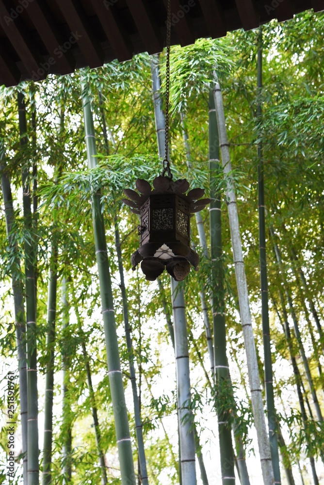 A scene of Japanese culture / Lanterns and bamboo forest in the ...