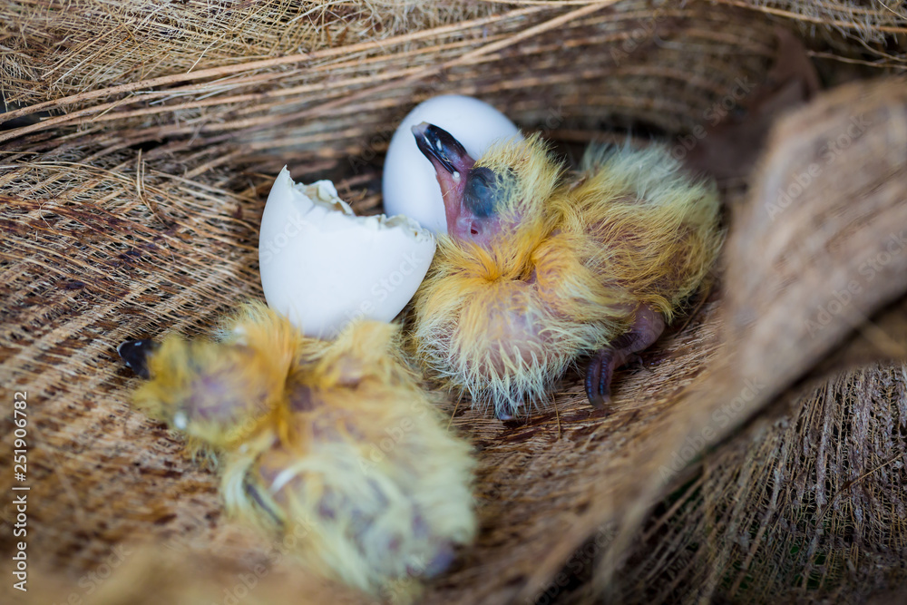 Baby Birds Hatching
