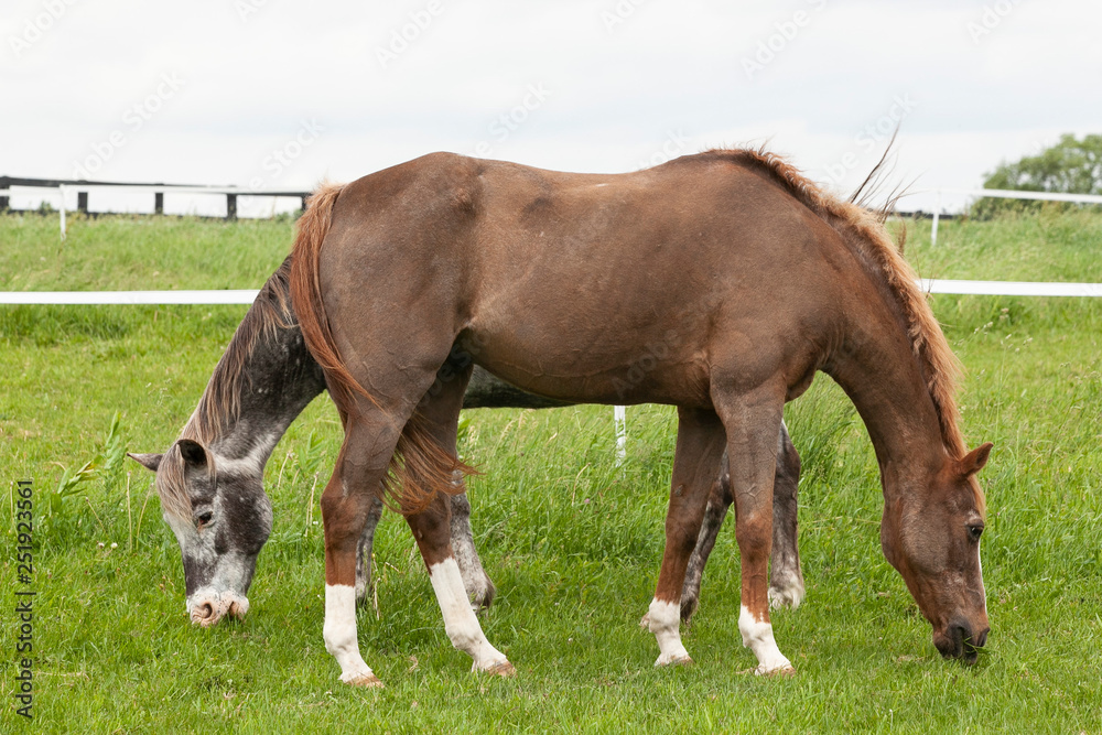 Two older ponies, a roan and Appaloosa, graze head to tail. Stock Photo ...