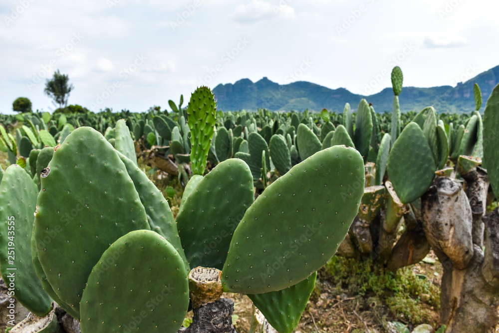 Plantación de nopales o cactus en Mexico foto de Stock | Adobe Stock