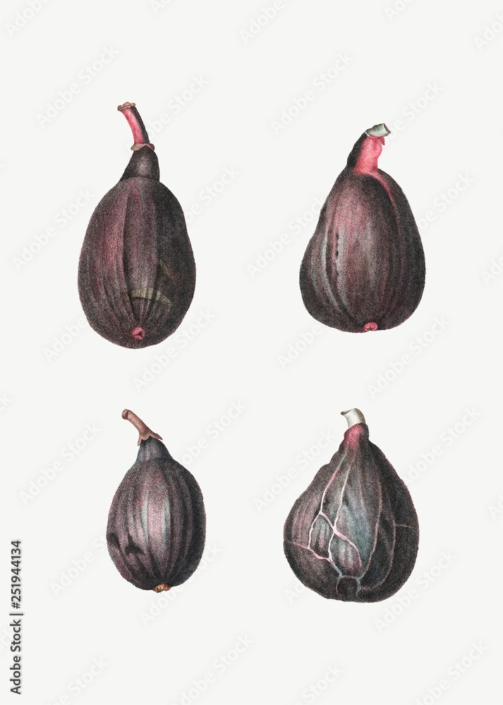 Stages of a fig Stock Vector | Adobe Stock