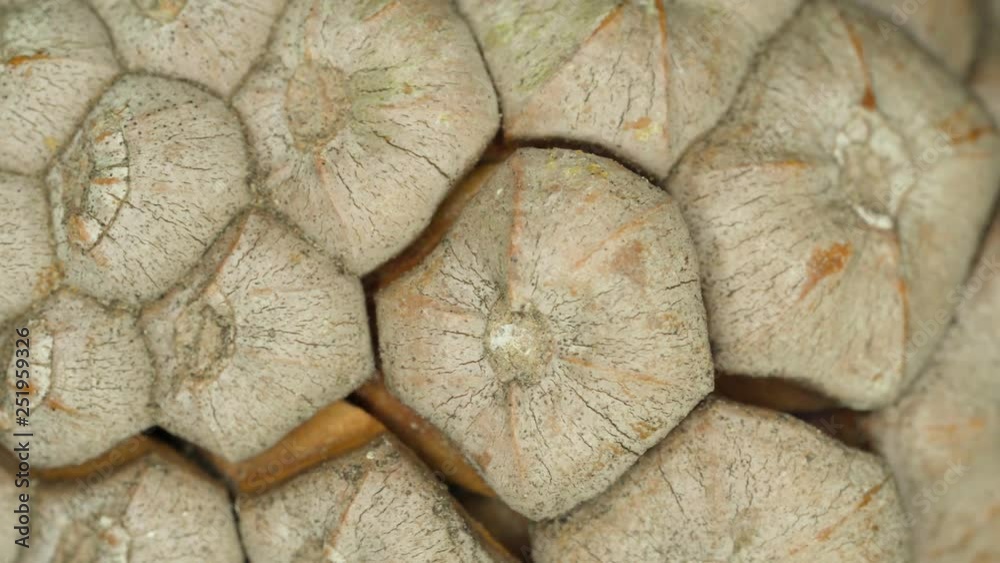 22975_The_light_brown_color_of_the_Pinus_nigra_cone_on_a_macro_shot ...