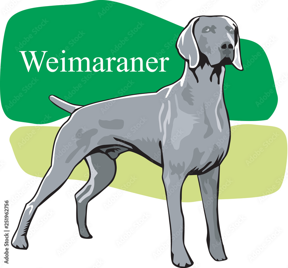 Weimaraner Vector Illustration Stock Vector | Adobe Stock