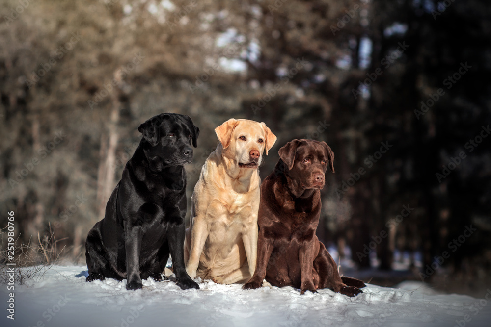 What Are The Different Colors Of Labrador Retrievers