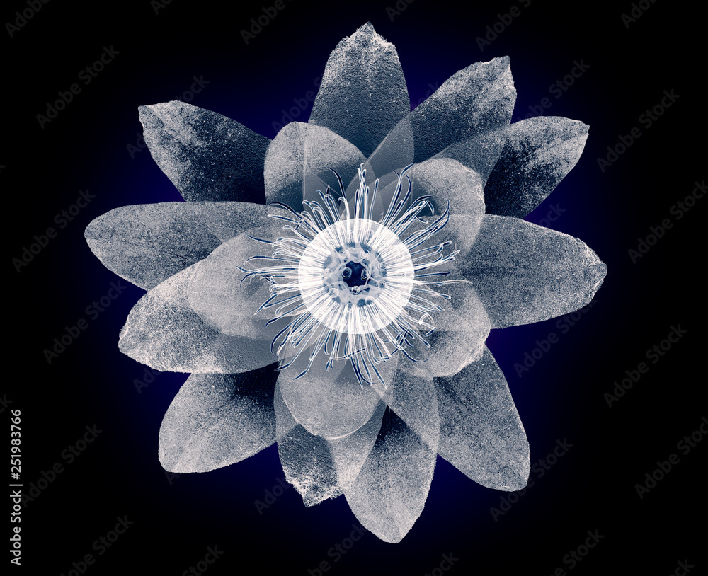 x-ray image of a flower isolated on black, the lotus 3d illustration ...