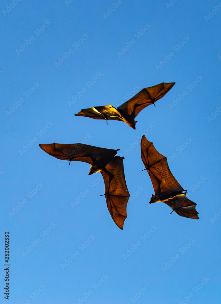 Bats are flying Stock Photo | Adobe Stock