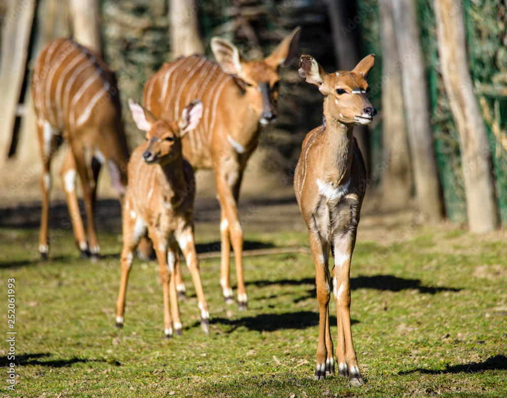 Female antelope of Lowland nyala(Tragelaphus angasii) Stock Photo ...