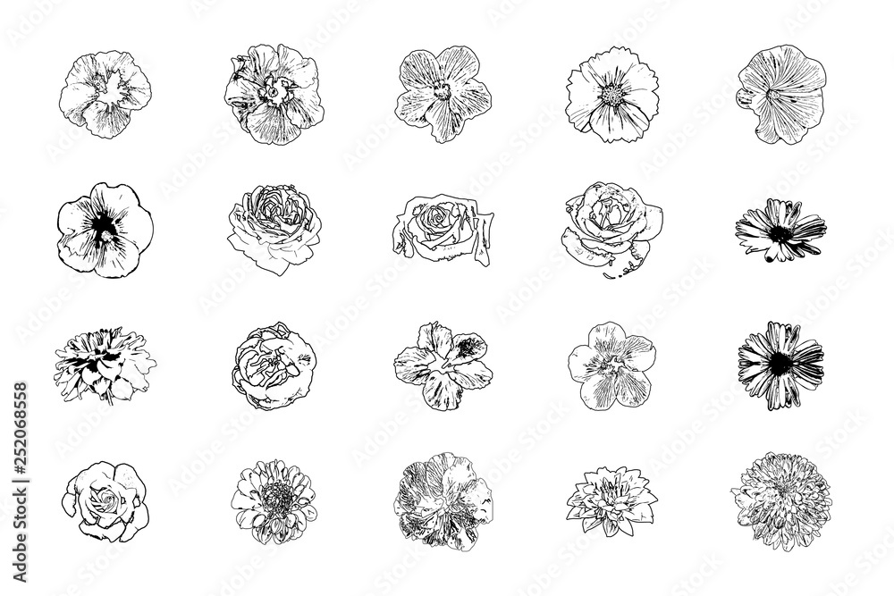 Vector Hand drawn sketch of flower symbols illustration on white ...