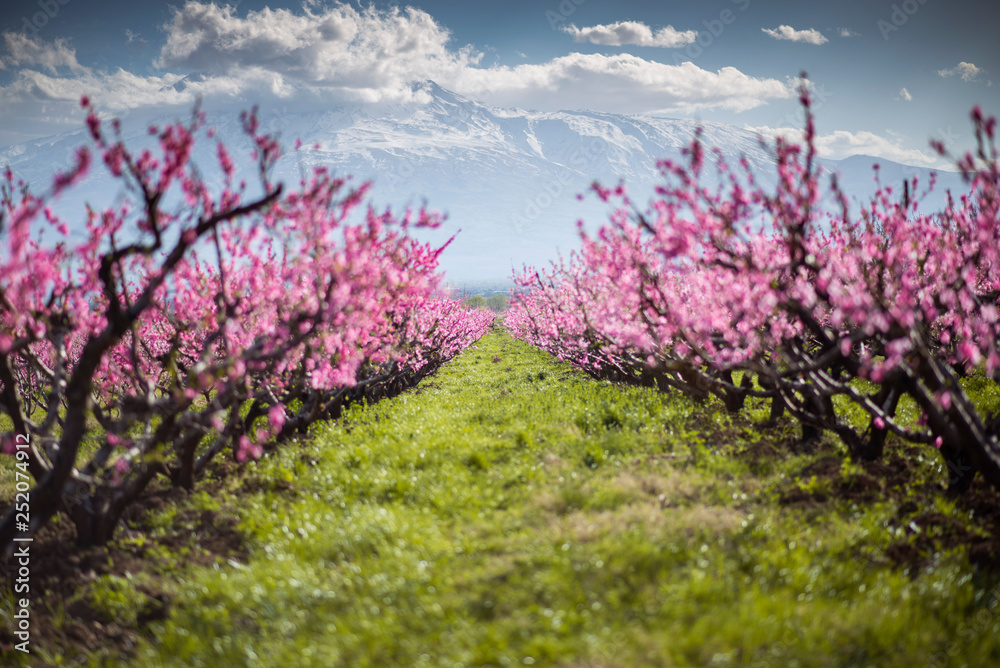 Cherry Fruit Tree Flowers