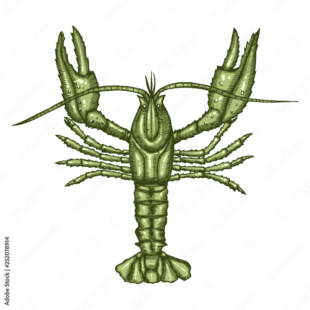 Colored green crayfish isolated on white background. Hand drawn sketch ...